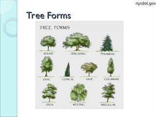 R-The-Classification-of-Plants along with | PPT