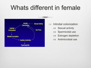 Management of Recurrent UTI in Female | PPTX