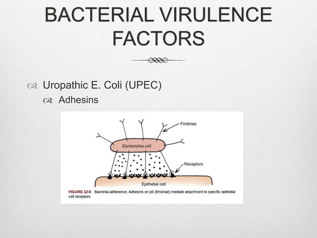 Management of Recurrent UTI in Female | PPT