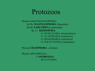 R 02 Protoctistas - Protozoos | PPT