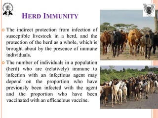 R0 Value & Herd Immunity | PPTX