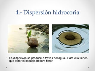 Mecanismos de dispersión de la semilla | PPTX