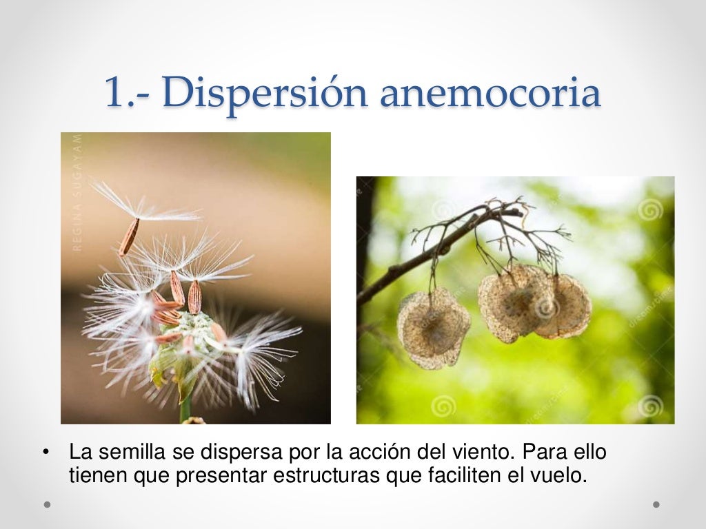 Mecanismos de dispersión de la semilla
