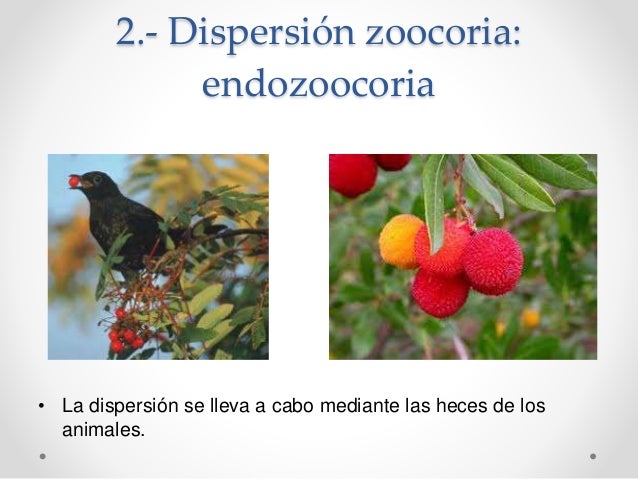 Mecanismos de dispersión de la semilla