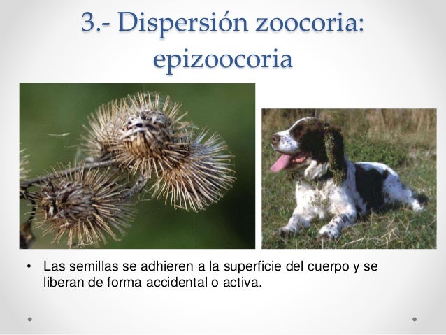 Mecanismos de dispersión de la semilla