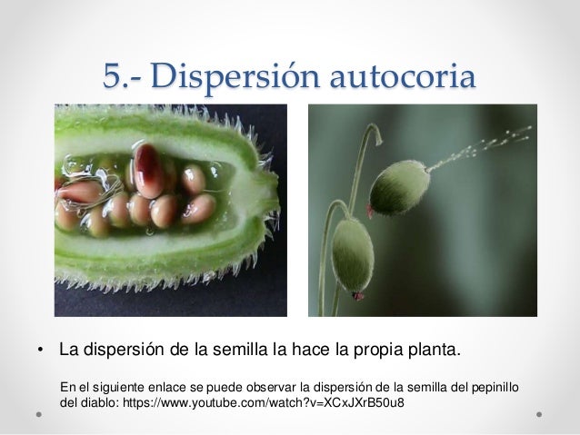 Mecanismos de dispersión de la semilla