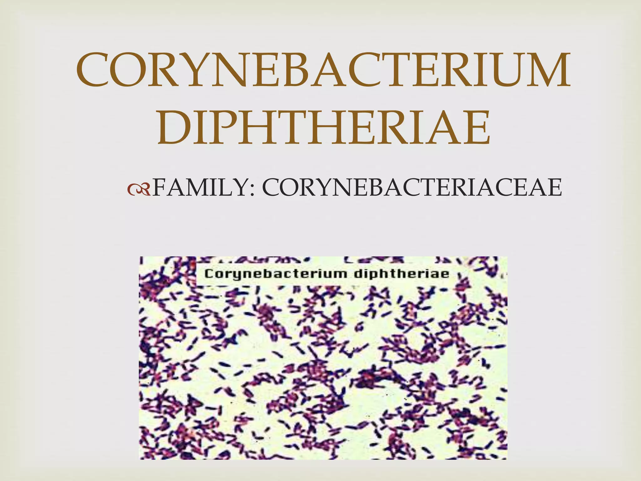 Corynebacterium diphtheriae | PPT