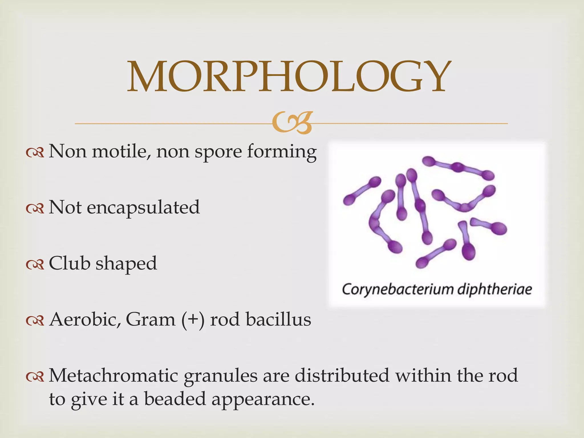 Corynebacterium diphtheriae | PPT | Free Download