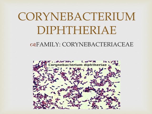 Corynebacterium diphtheriae | PPT