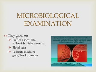 Corynebacterium diphtheriae | PPT