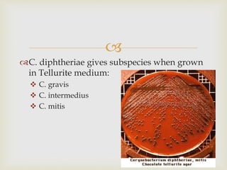 Corynebacterium diphtheriae | PPT