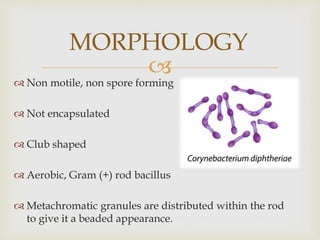 Corynebacterium diphtheriae | PPT