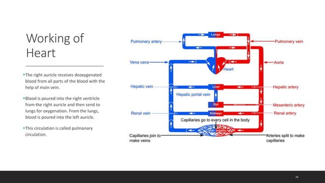 Circulatory system for Class 8 | PPTX | Blood Disorders | Diseases and ...