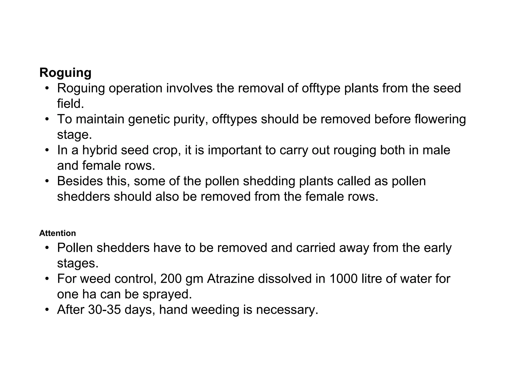 Sorghum_seed_production | PPTX