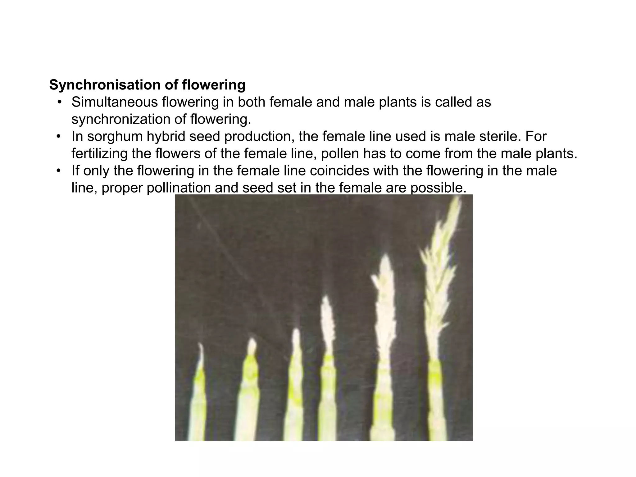Sorghum_seed_production | PPTX