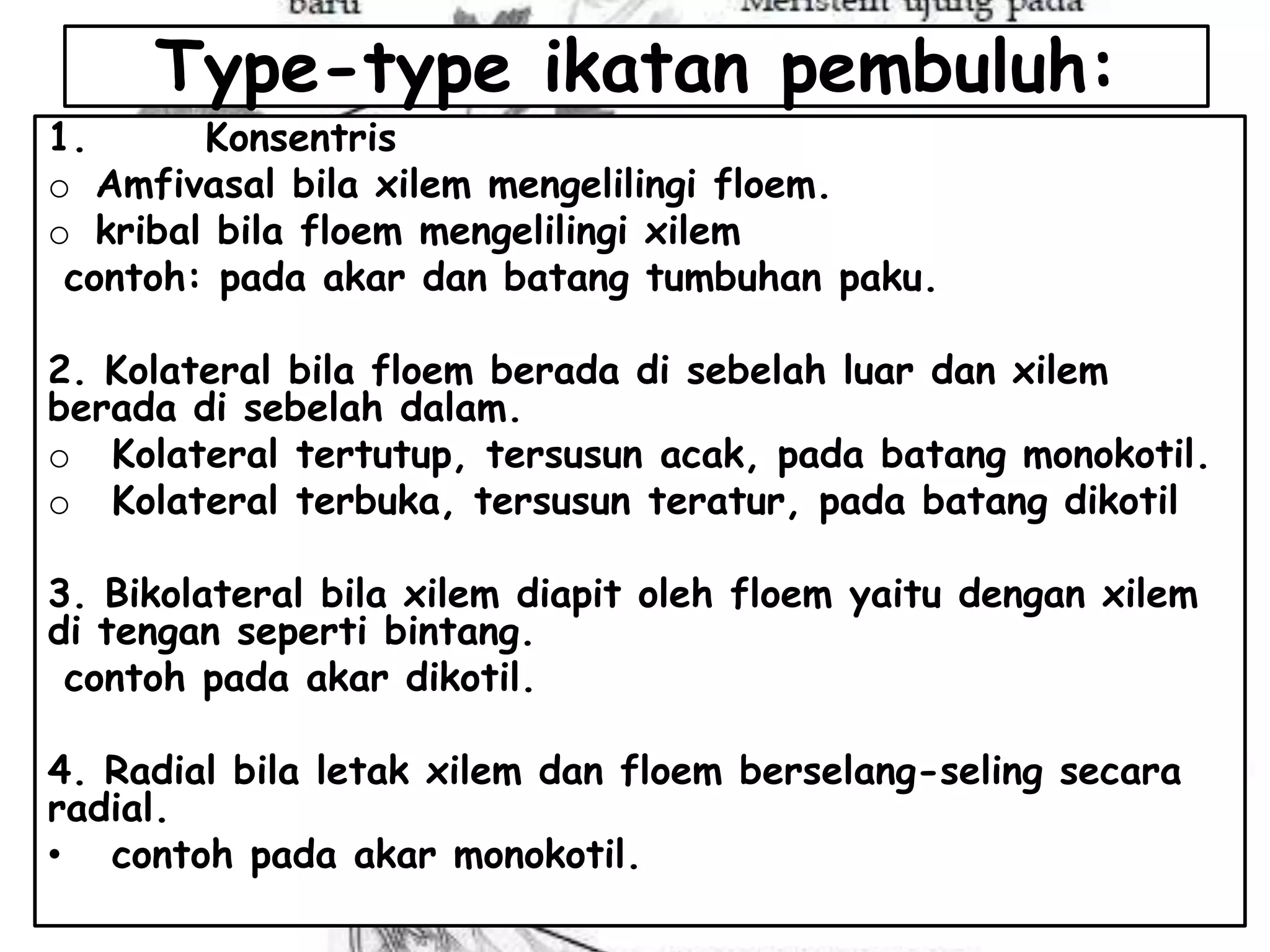 ANATOMI BATANG | PPTX