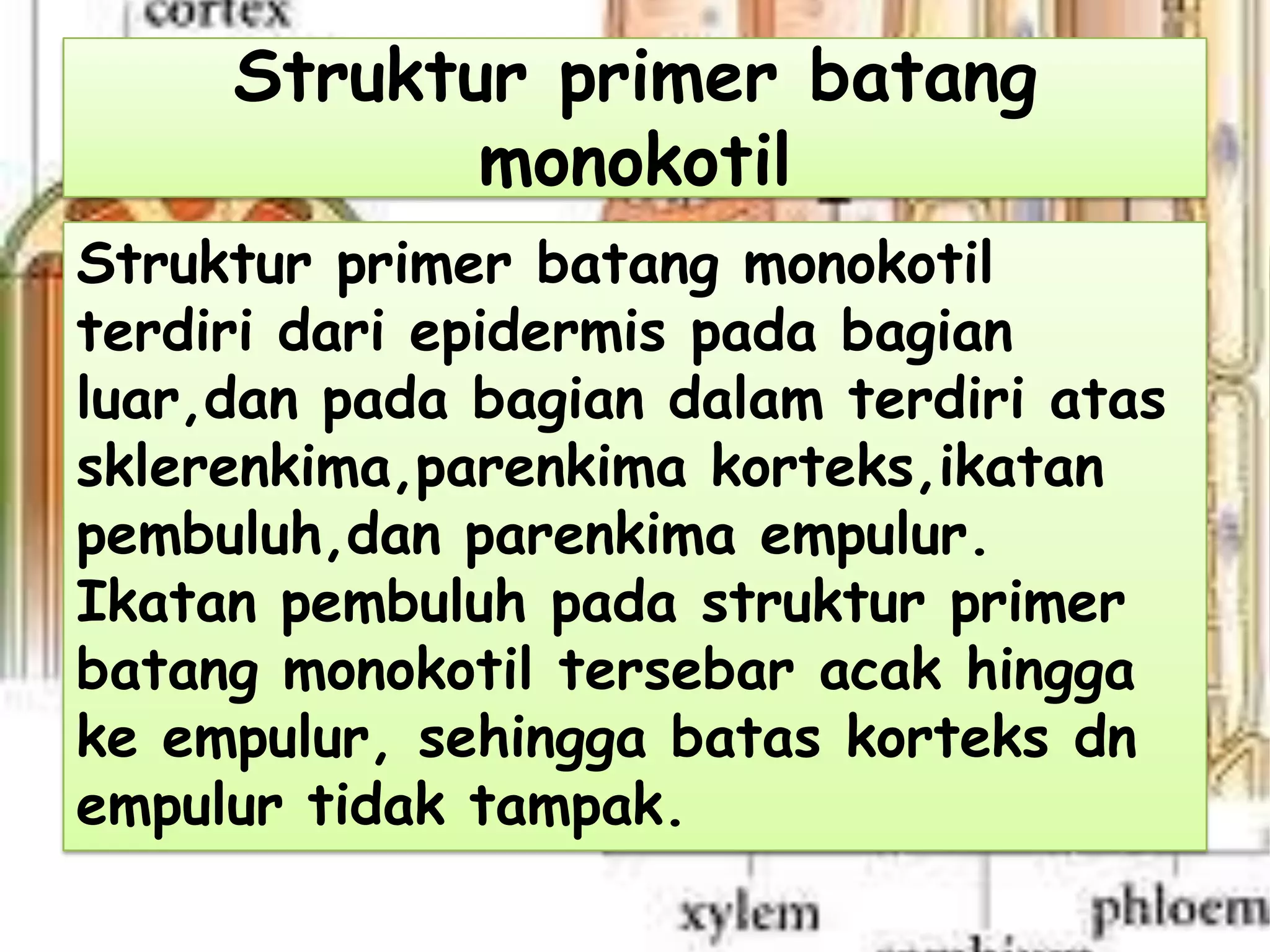 ANATOMI BATANG | PPTX