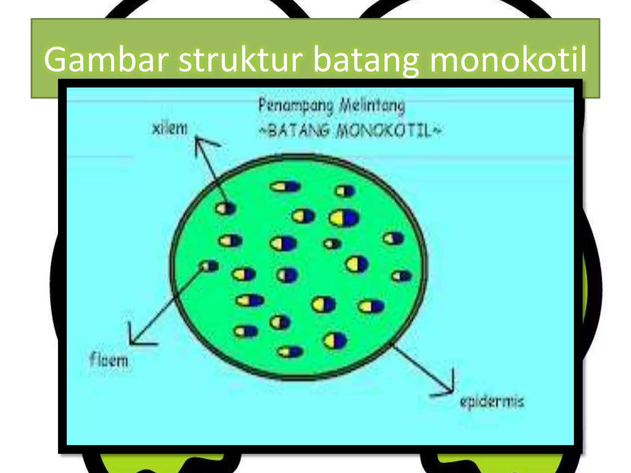 ANATOMI BATANG | PPTX