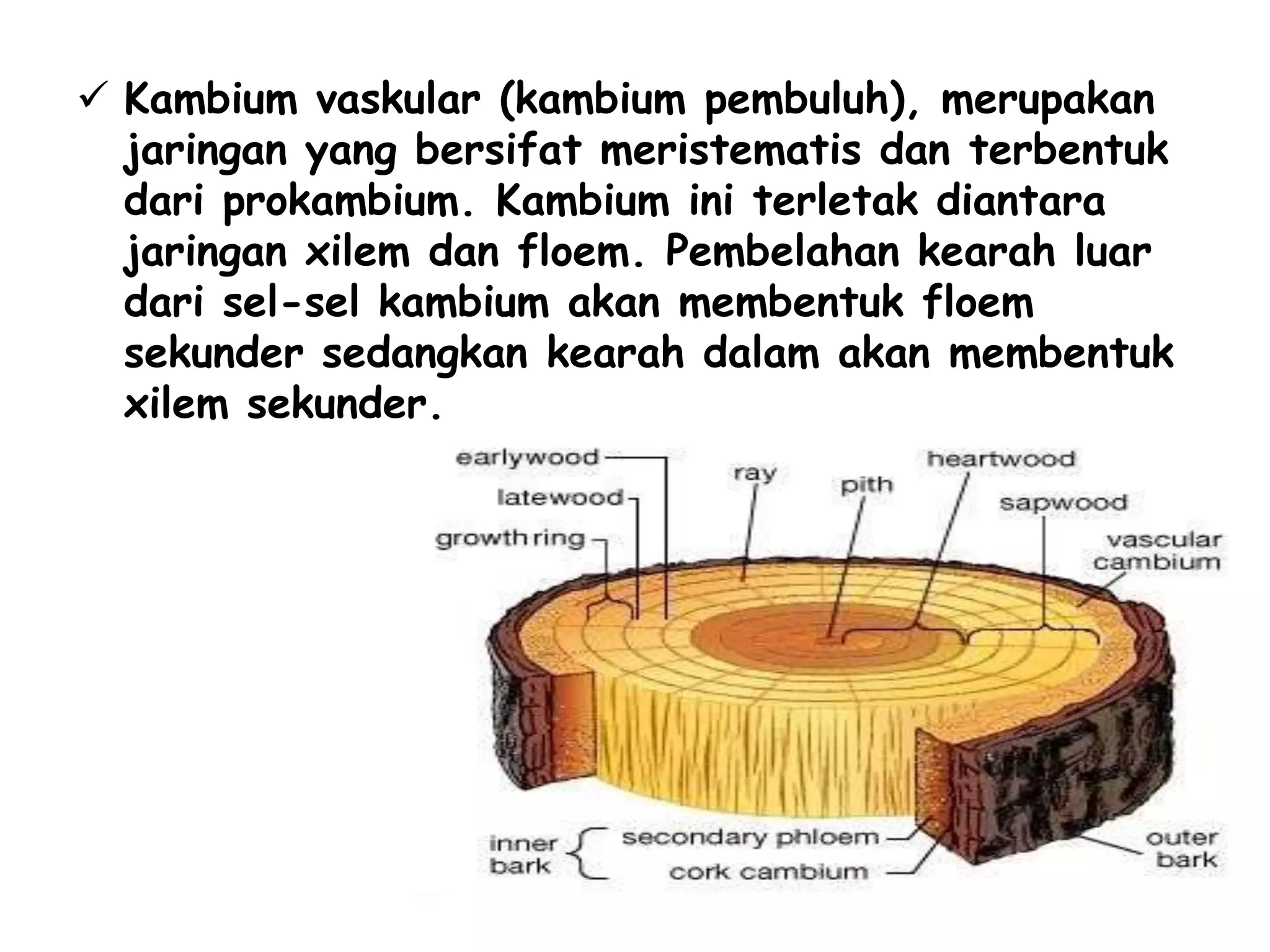 ANATOMI BATANG | PPTX