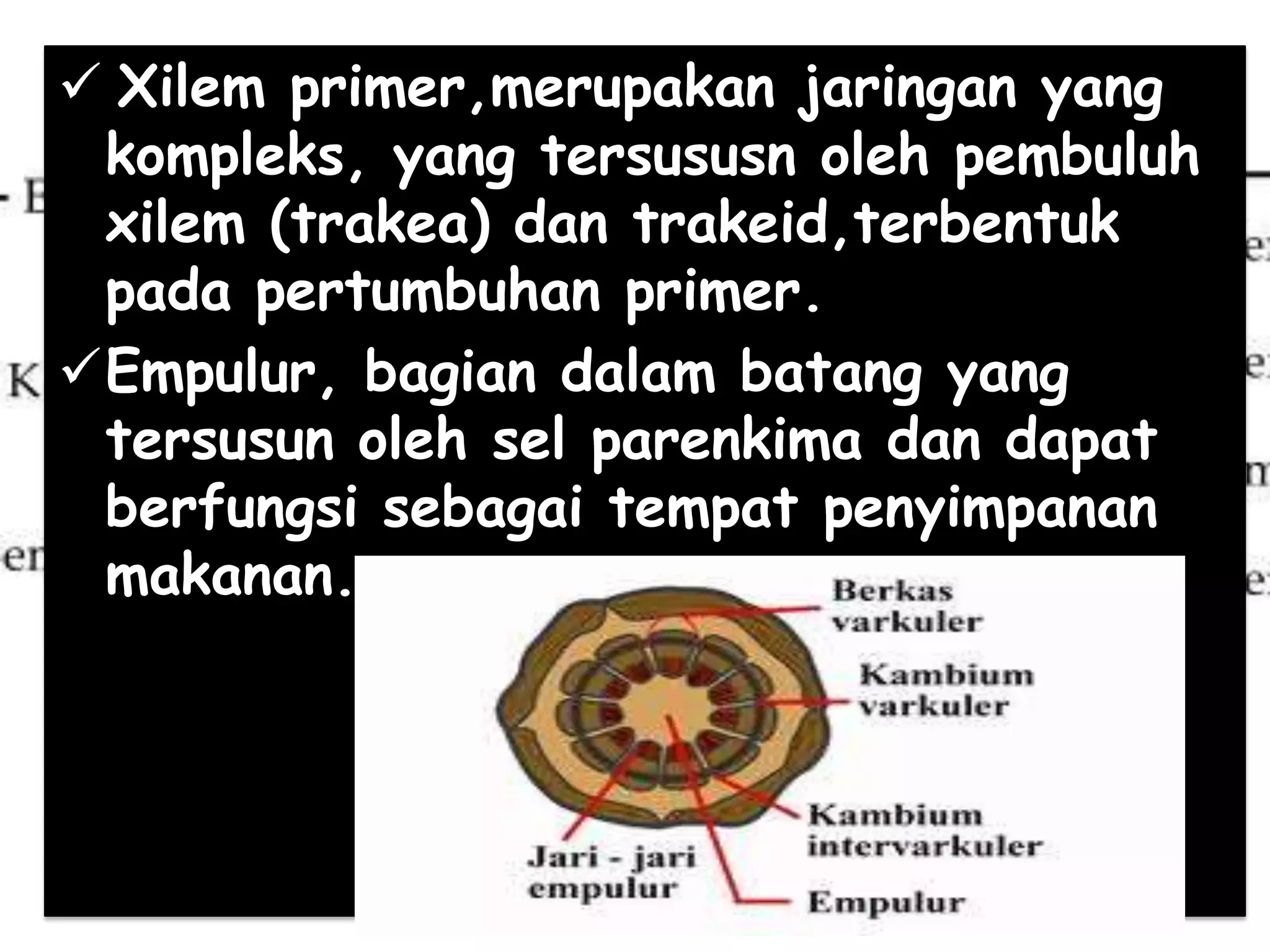 ANATOMI BATANG | PPTX