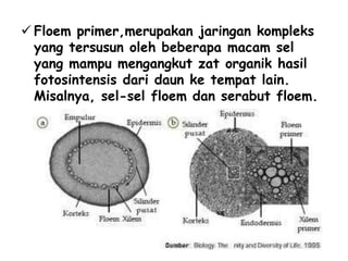 ANATOMI BATANG | PPTX
