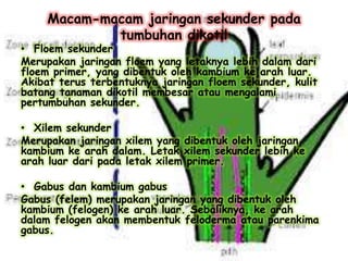 ANATOMI BATANG | PPTX