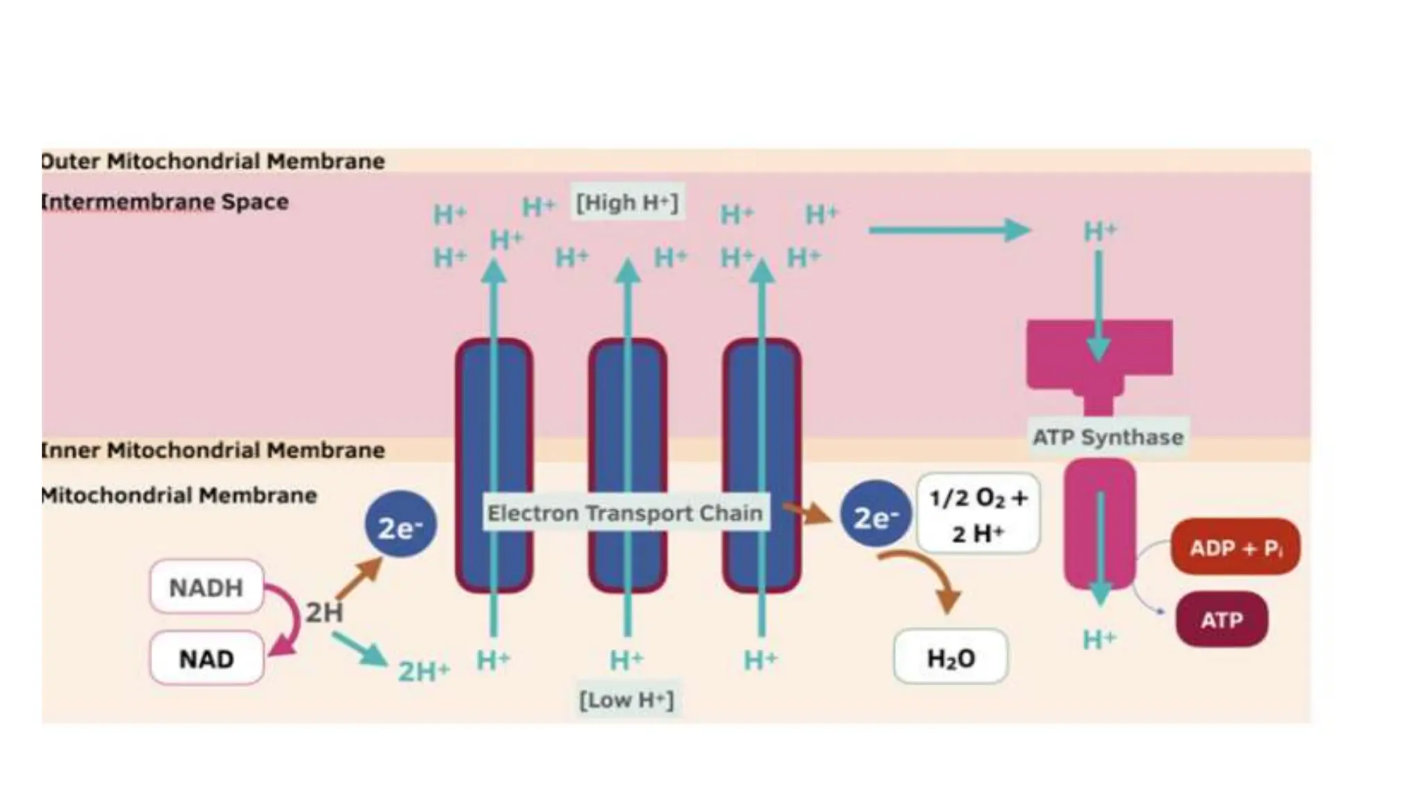 Electron Transport chain, components of ETC, chemiosmosis | PPTX