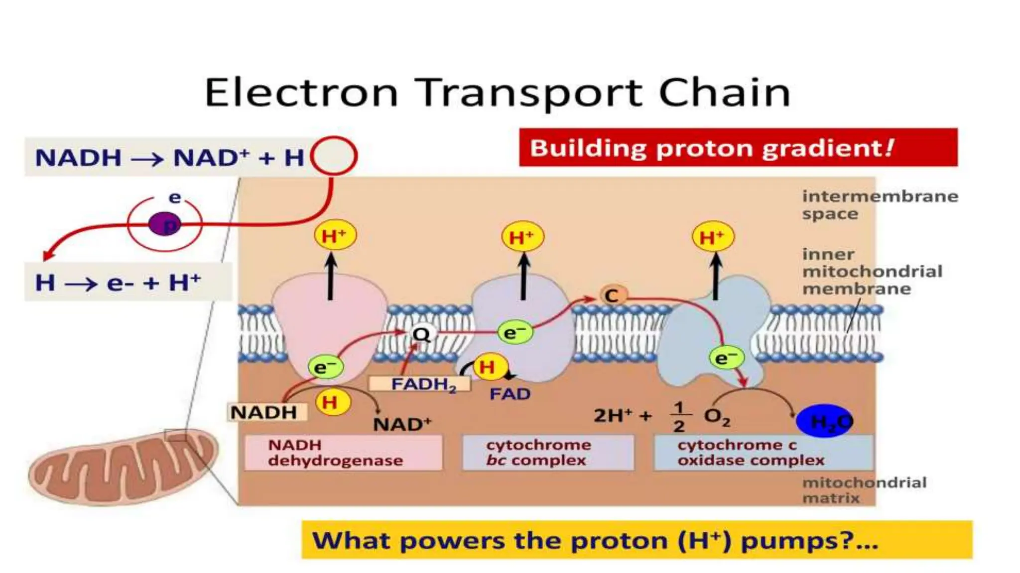 Electron Transport chain, components of ETC, chemiosmosis | PPTX