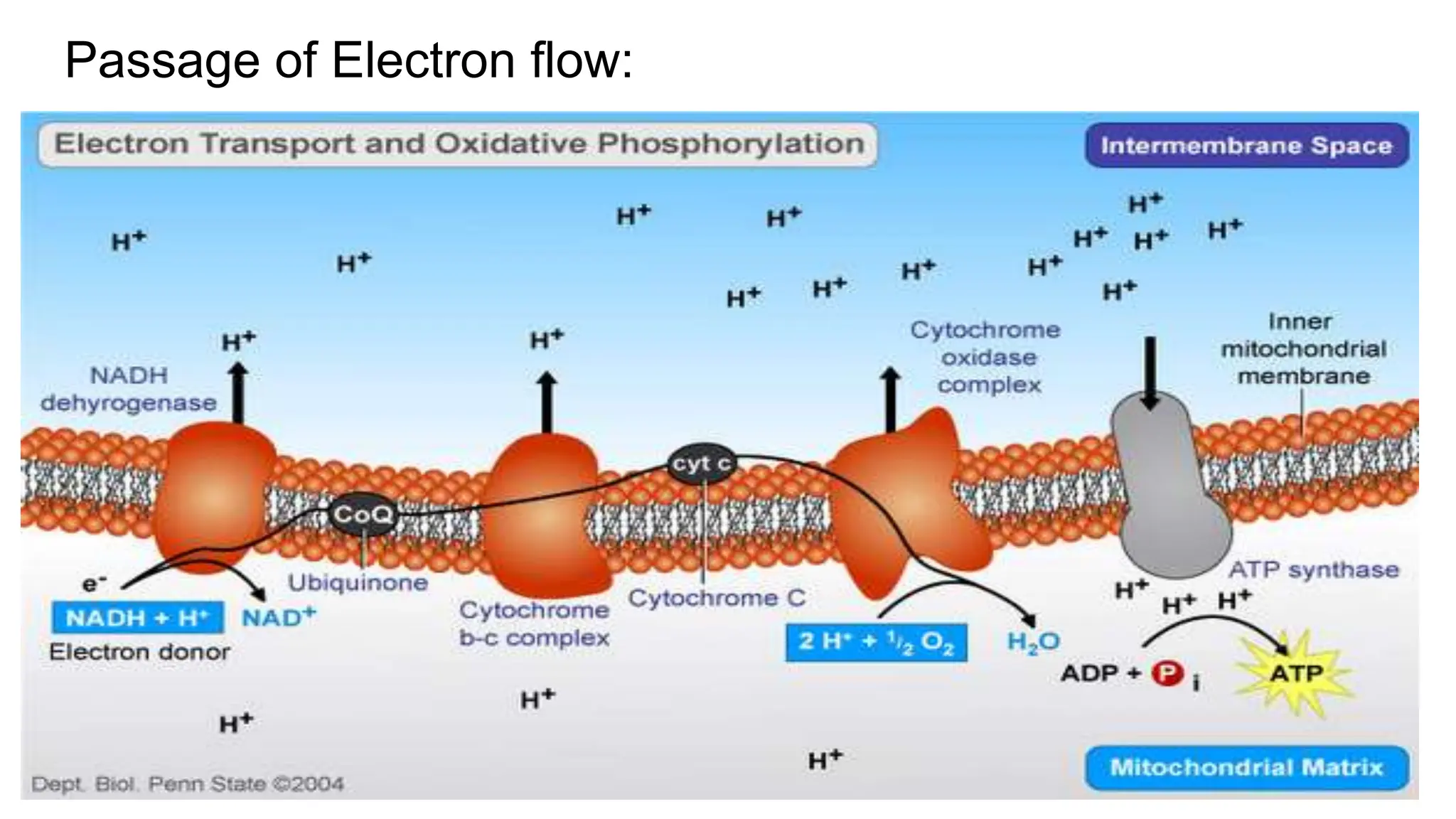 Electron Transport chain, components of ETC, chemiosmosis | PPTX