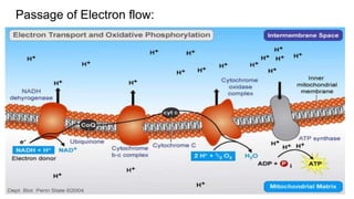 Electron Transport chain, components of ETC, chemiosmosis | PPTX