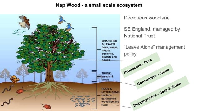 AQA GCSE geography the living world: Nap Wood, an ecosystem | PPTX