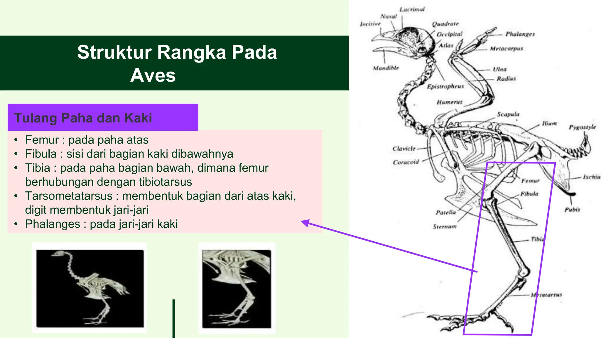 R6C-Kelompok 2-Sistem Rangka Pada Amphibi dan Aves.pptx