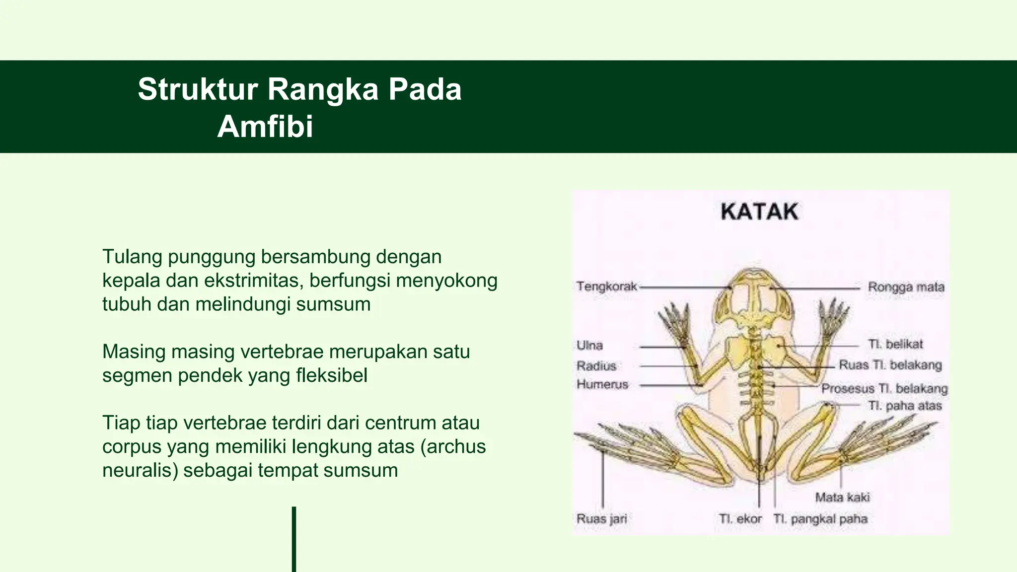 R6C-Kelompok 2-Sistem Rangka Pada Amphibi dan Aves.pptx