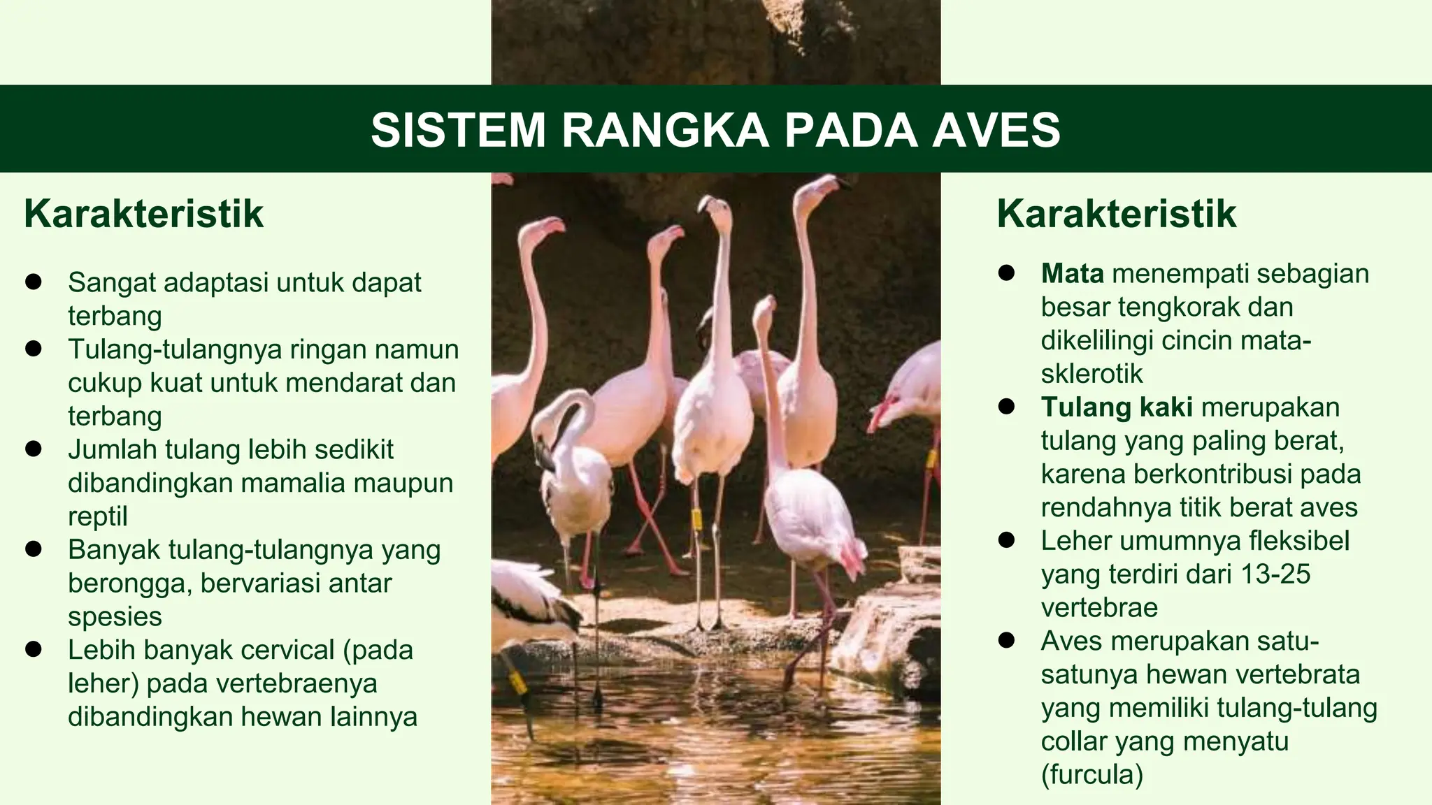 R6C-Kelompok 2-Sistem Rangka Pada Amphibi dan Aves.pptx