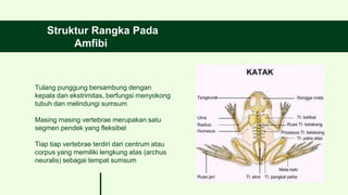 R6C-Kelompok 2-Sistem Rangka Pada Amphibi dan Aves.pptx