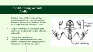 R6C-Kelompok 2-Sistem Rangka Pada Amphibi dan Aves.pptx