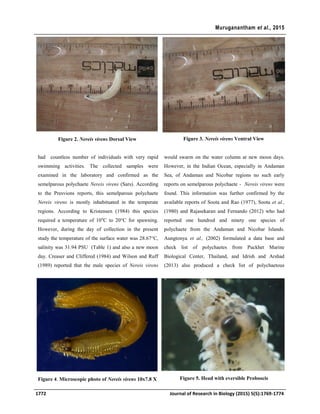 Nereis Virens Cross Section