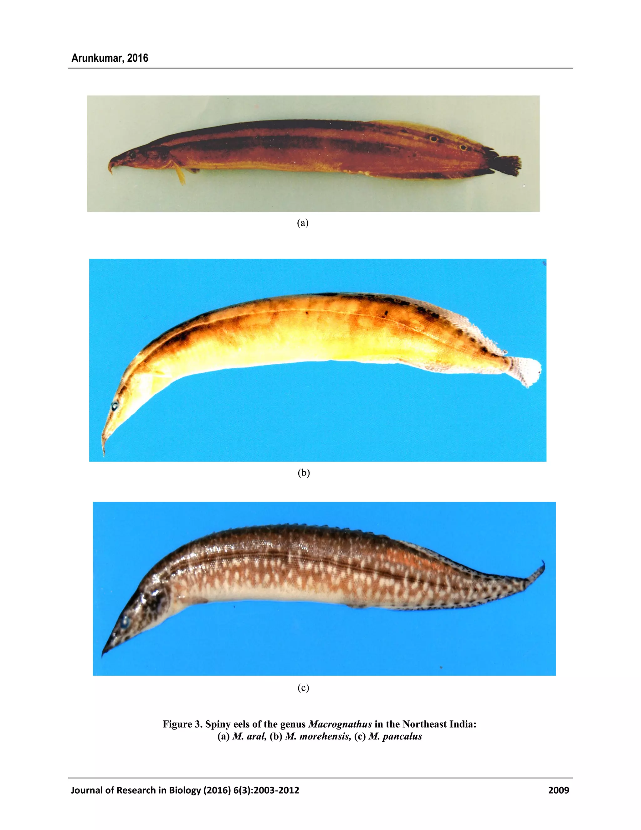 Macrognathus siangensis, a new spiny eel from Brahmaputra basin ...