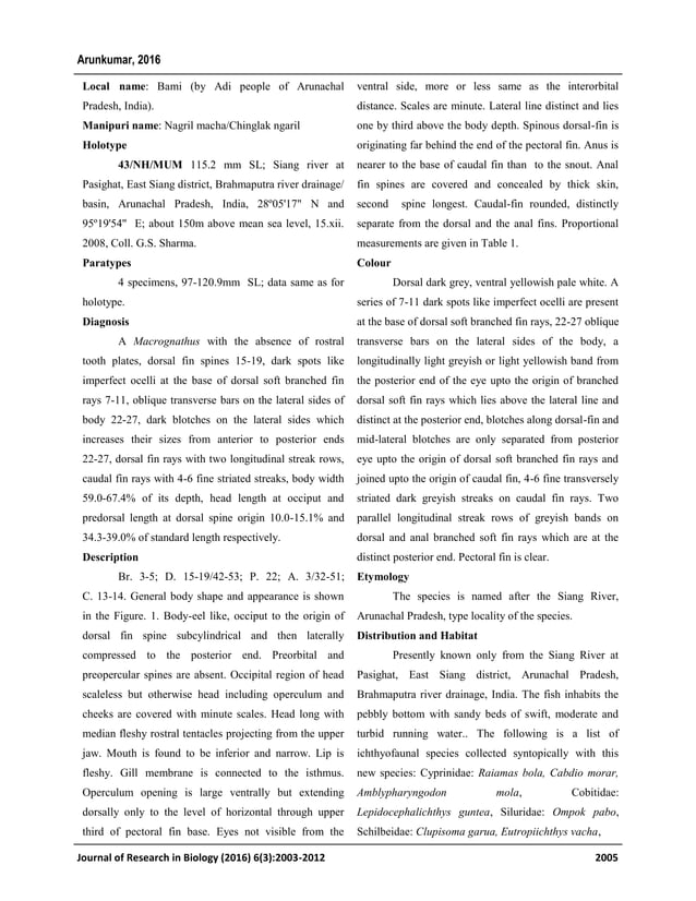 Macrognathus siangensis, a new spiny eel from Brahmaputra basin ...