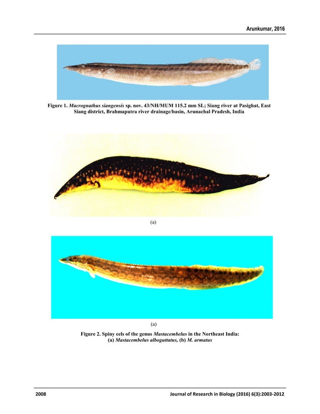 Macrognathus siangensis, a new spiny eel from Brahmaputra basin ...