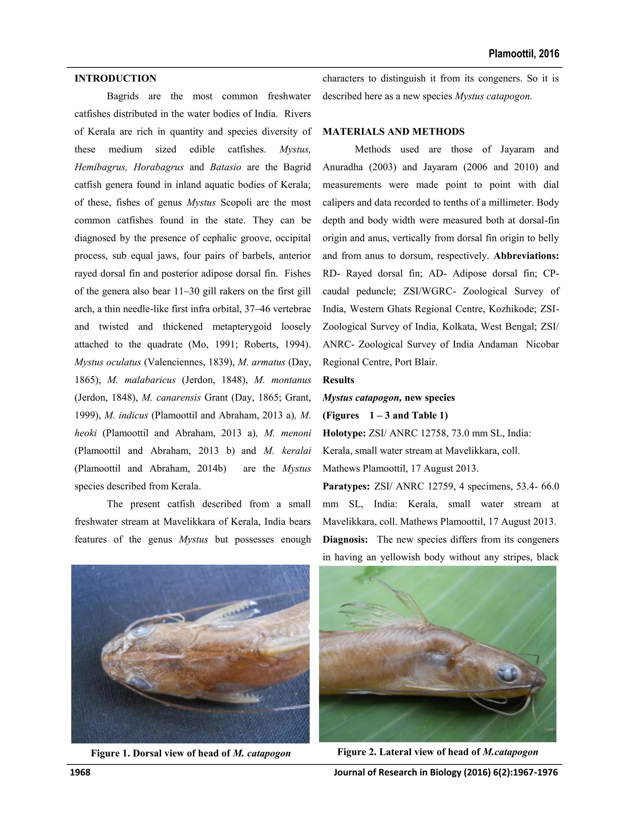 Mystus catapogon, a new catfish (Siluriformes: Bagridae) species from ...