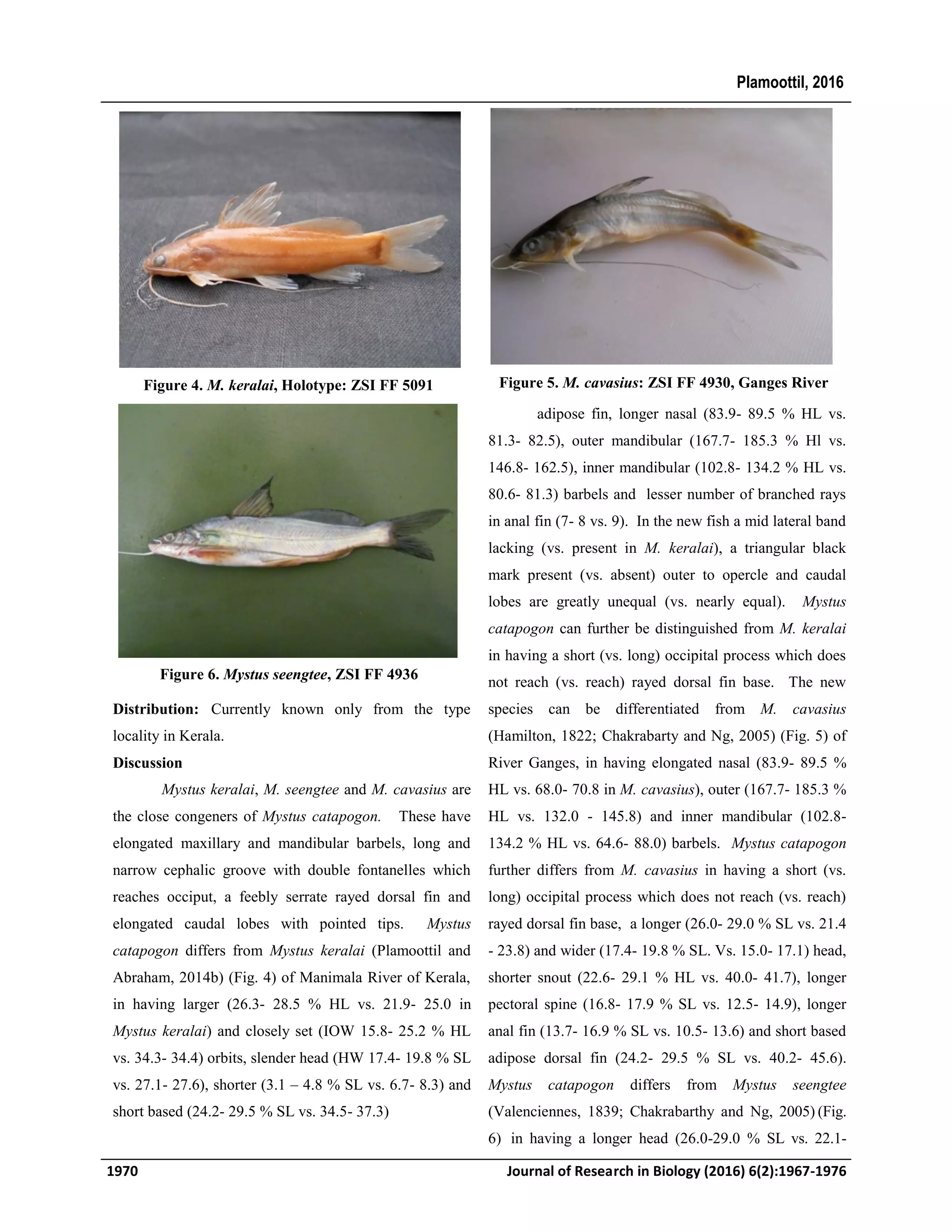 Mystus catapogon, a new catfish (Siluriformes: Bagridae) species from ...