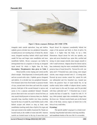 Mystus catapogon, a new catfish (Siluriformes: Bagridae) species from ...