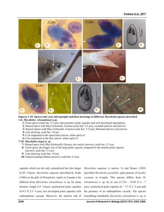 Two new species of Myxobolus (Myxozoa: Myxosporea) parasites of Barbus ...