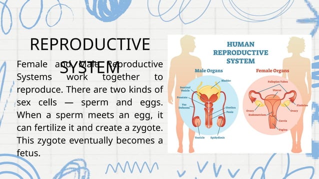 Republic Act 10354 esponsible Parenthood and Reproductive Health Law of ...
