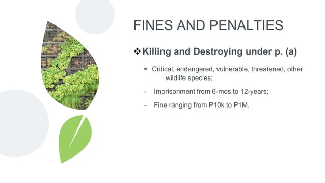 Republic Act 9147 ( PROTECTION OF WILDLIFE RESORCES).pptx