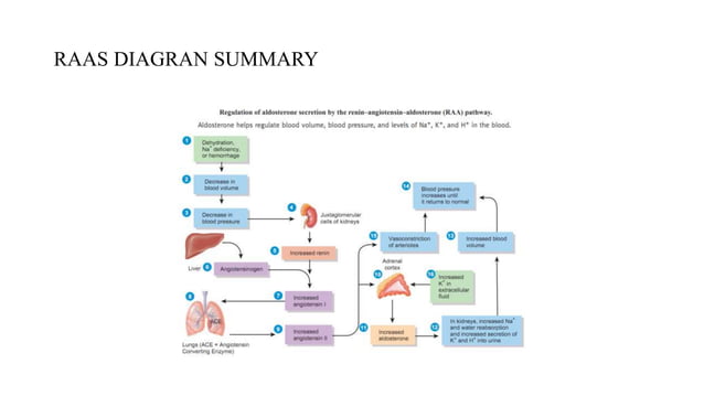 Renin angiotensin aldosterone system | PPTX | Heart and Cardiovascular ...