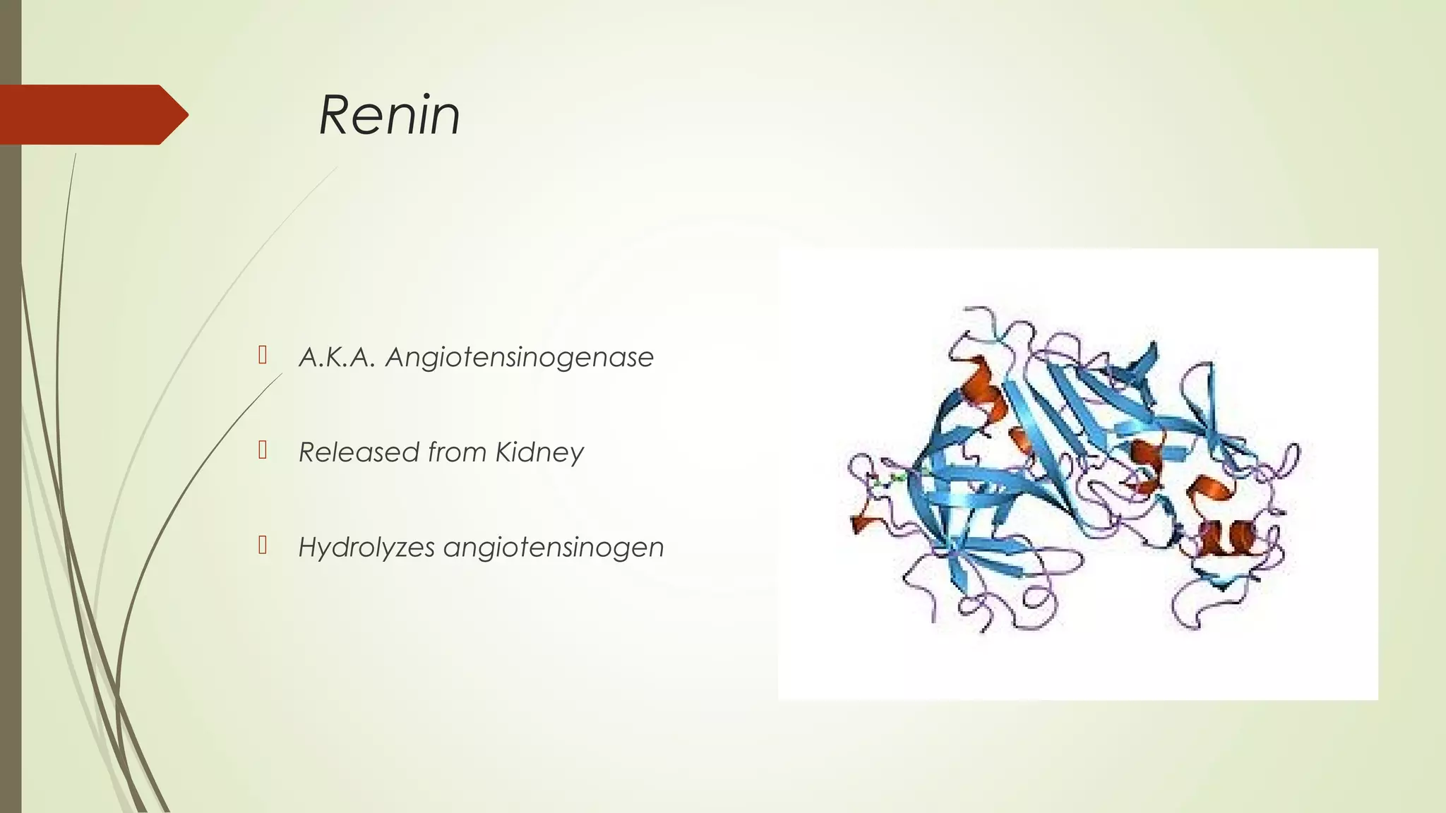 The Renin Angiotensin Andosterone System | PPT