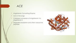 The Renin Angiotensin Andosterone System | PPT
