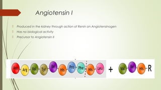 The Renin Angiotensin Andosterone System | PPT
